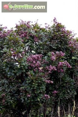 Andira fraxinifolia / angelim-rosa :: e-jardim