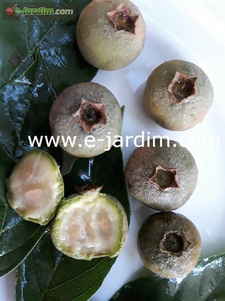 Campomanesia malifolia / guabiroba-preta ou guabiroba-folha-de-maçã ...