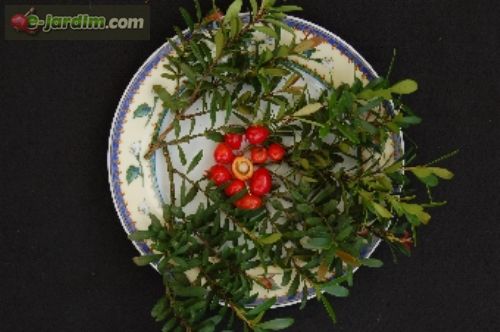 Eugenia mattosii / pitanguinha-de-mattos :: e-jardim