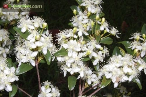 Eugenia sulcata / pitanga-negra-selvagem :: e-jardim