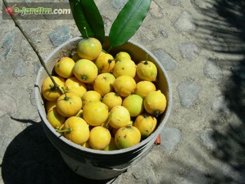 Garcinia sp. México / novo-achachairu-mexicano :: e-jardim