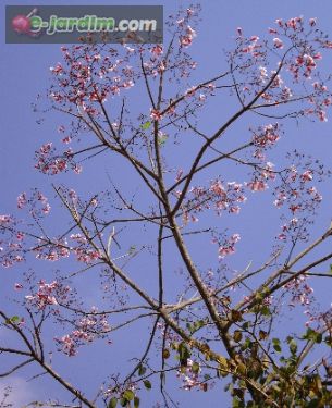 Stereospermum kunthianum / jacarandá-pink (pink jacaranda) :: e-jardim