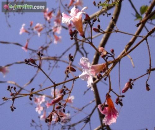 Stereospermum kunthianum / jacarandá-pink (pink jacaranda) :: e-jardim