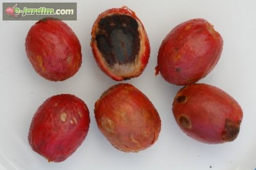 Virola gardneri / fruta-de-araponga ou bicuibuçu :: e-jardim