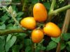 Solanum sessiliflorum / cubiu ou maná-cubiu :: e-jardim