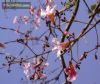 Stereospermum kunthianum / jacarandá-pink (pink jacaranda) :: e-jardim